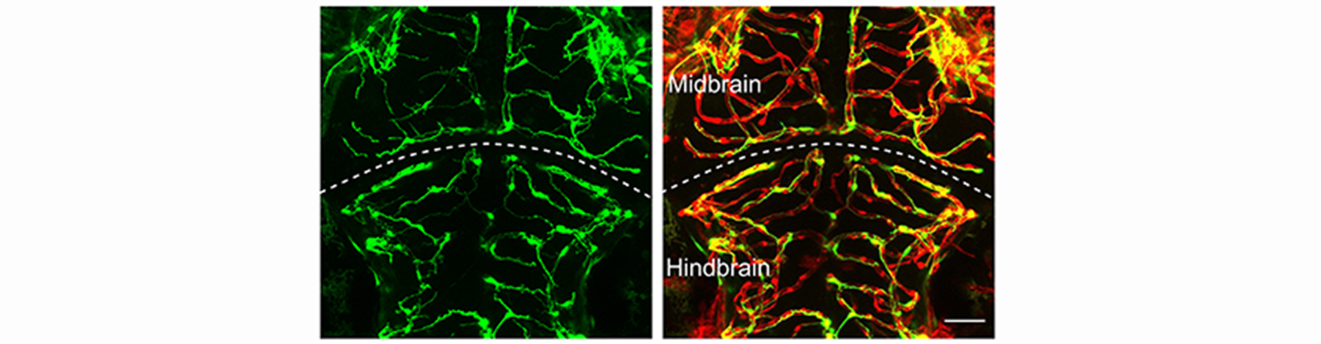 论文----中国科学院脑科学与智能技术卓越创新中心